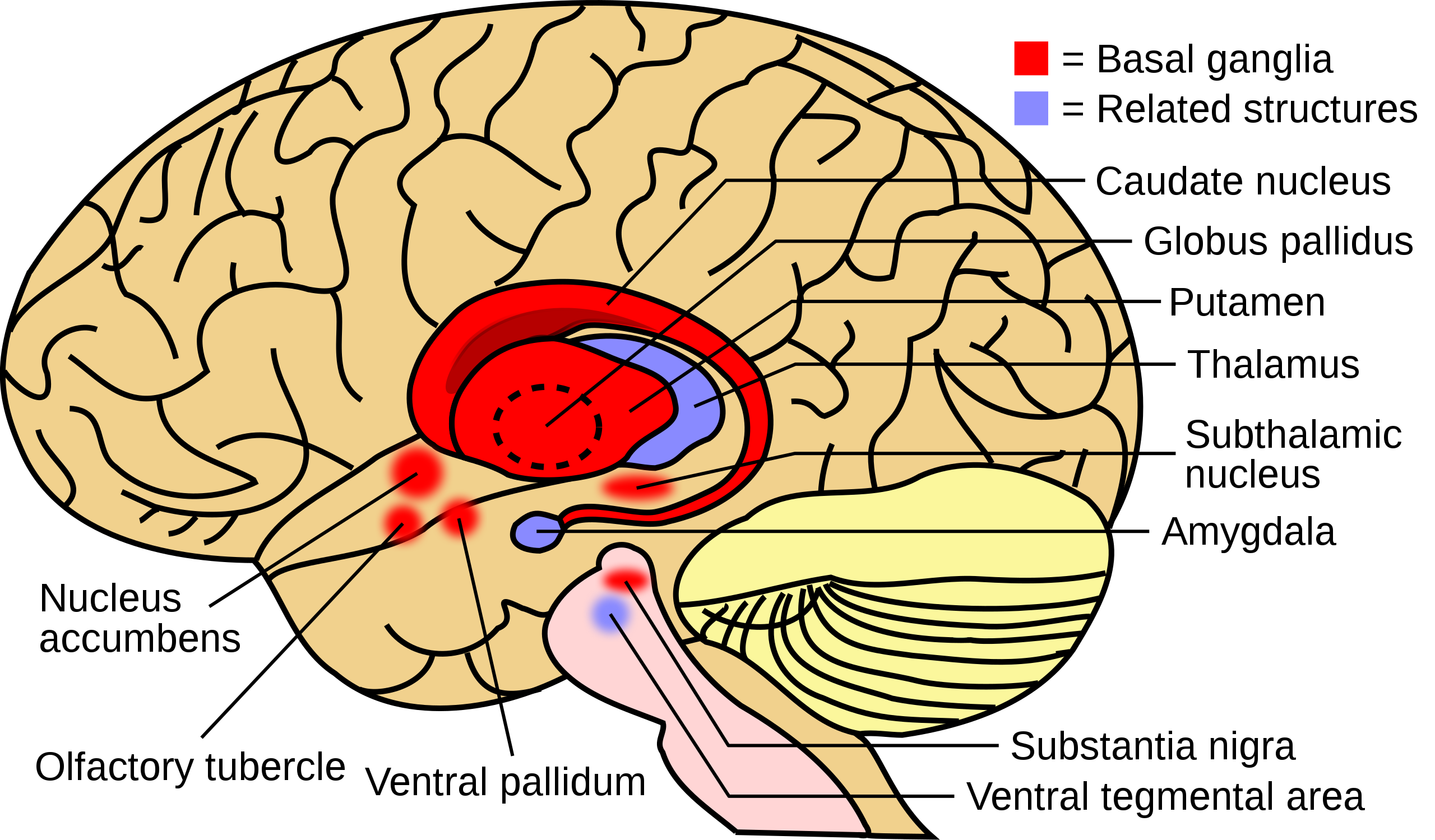 The six layers of neocortex - Key To Study